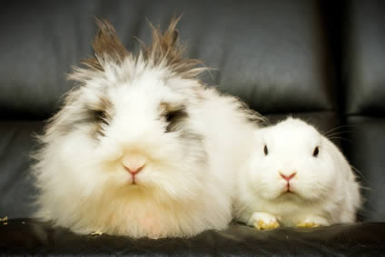 Rabbit Health Advice | IVet Services London